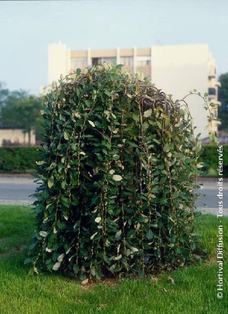 SALIX caprea PENDULA (Saule marsault pleureur)