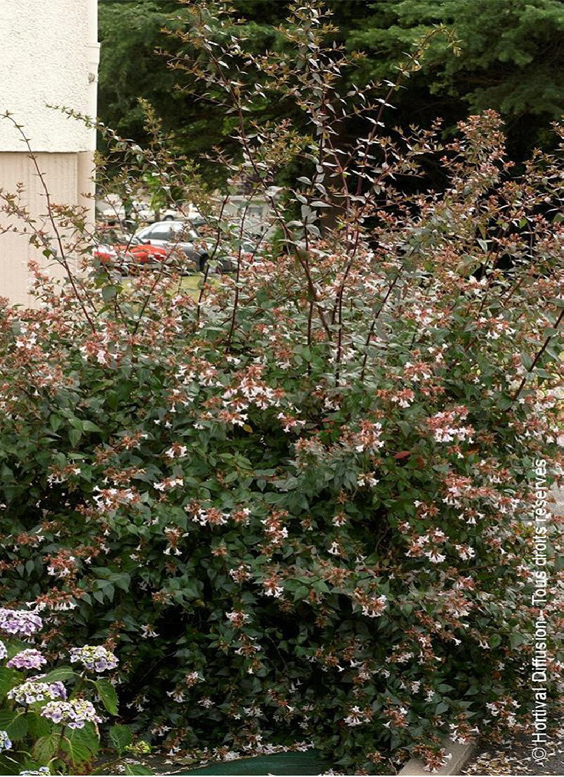 Abelia x grandiflora – Abélia à grandes fleurs : arbuste lumineux ...