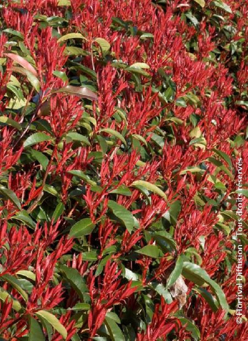 PHOTINIA fraseri RED ROBIN (Photinia Red Robin)