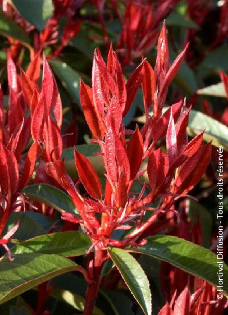 PHOTINIA fraseri RED ROBIN (Photinia Red Robin)