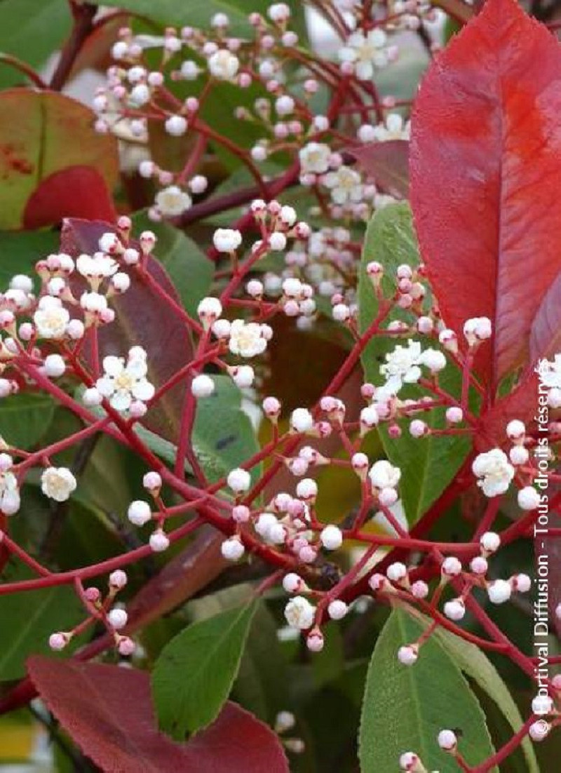 PHOTINIA fraseri RED ROBIN (Photinia Red Robin)