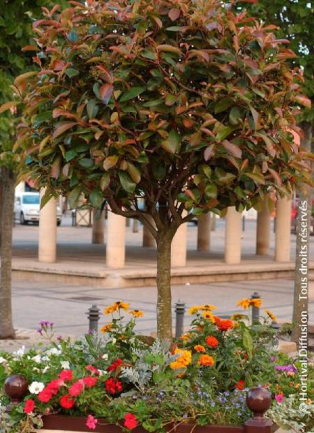 PHOTINIA fraseri RED ROBIN (Photinia Red Robin)