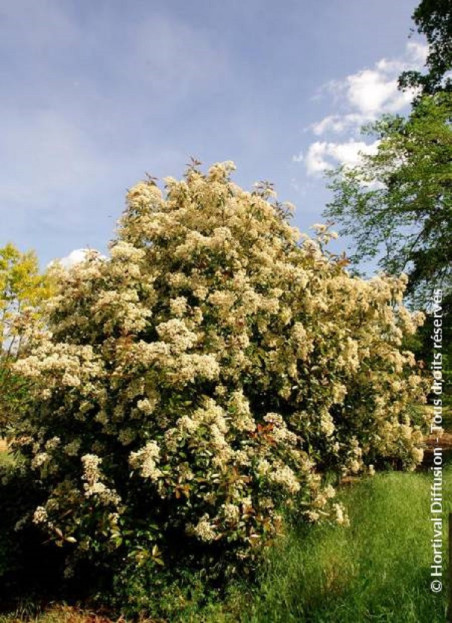 PHOTINIA fraseri RED ROBIN (Photinia Red Robin)
