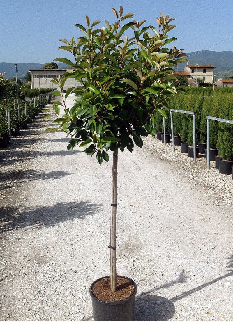 PHOTINIA fraseri RED ROBIN (Photinia Red Robin)