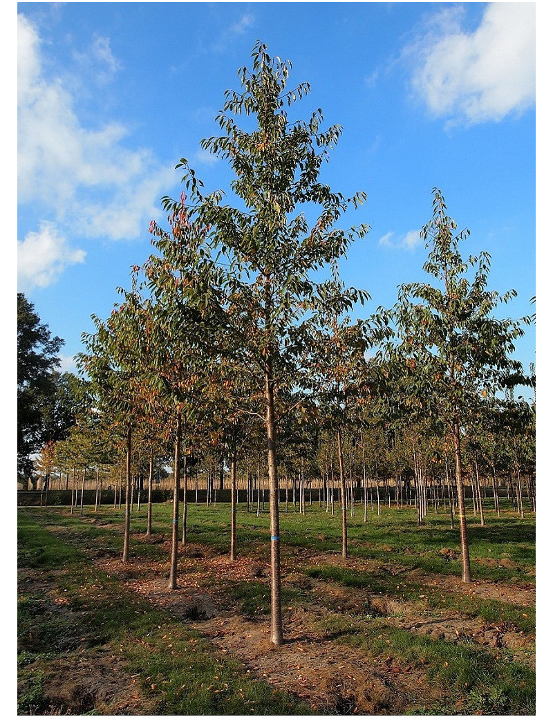 PRUNUS avium PLENA (Merisier à fleurs doubles)