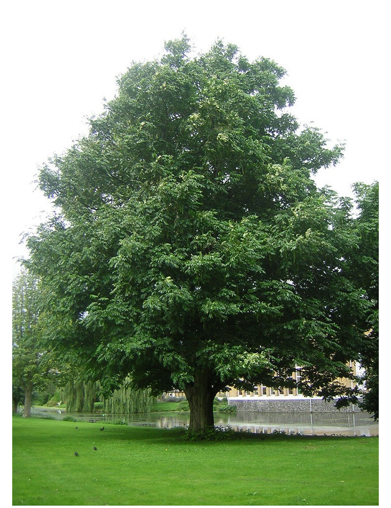 PTEROCARYA fraxinifolia (Ptérocaryer à feuilles de frênes, ptérocaryer ...
