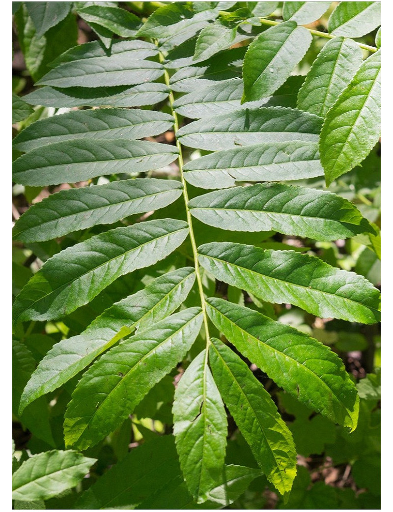 PTEROCARYA fraxinifolia (Ptérocaryer à feuilles de frênes, ptérocaryer ...
