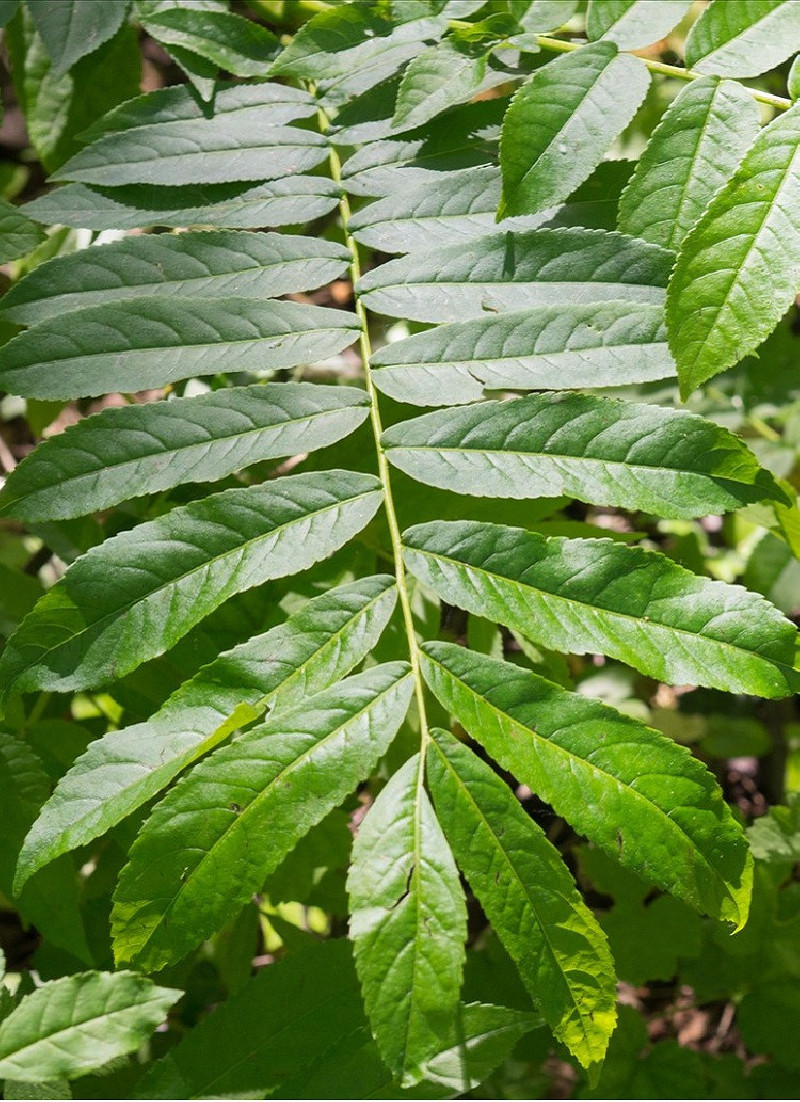 PTEROCARYA Fraxinifolia Pt rocaryer Feuilles De Fr nes Pt rocaryer