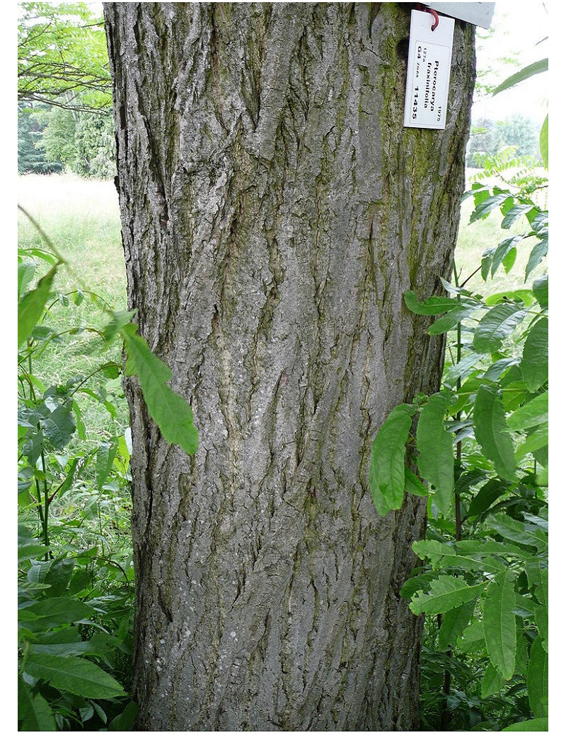PTEROCARYA fraxinifolia (Ptérocaryer à feuilles de frênes, ptérocaryer ...