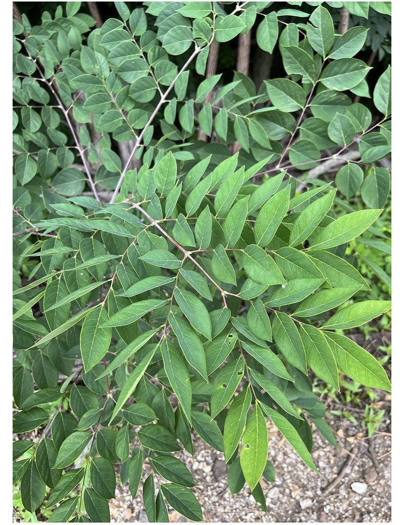 GYMNOCLADUS dioicus (Chicot du Canada)