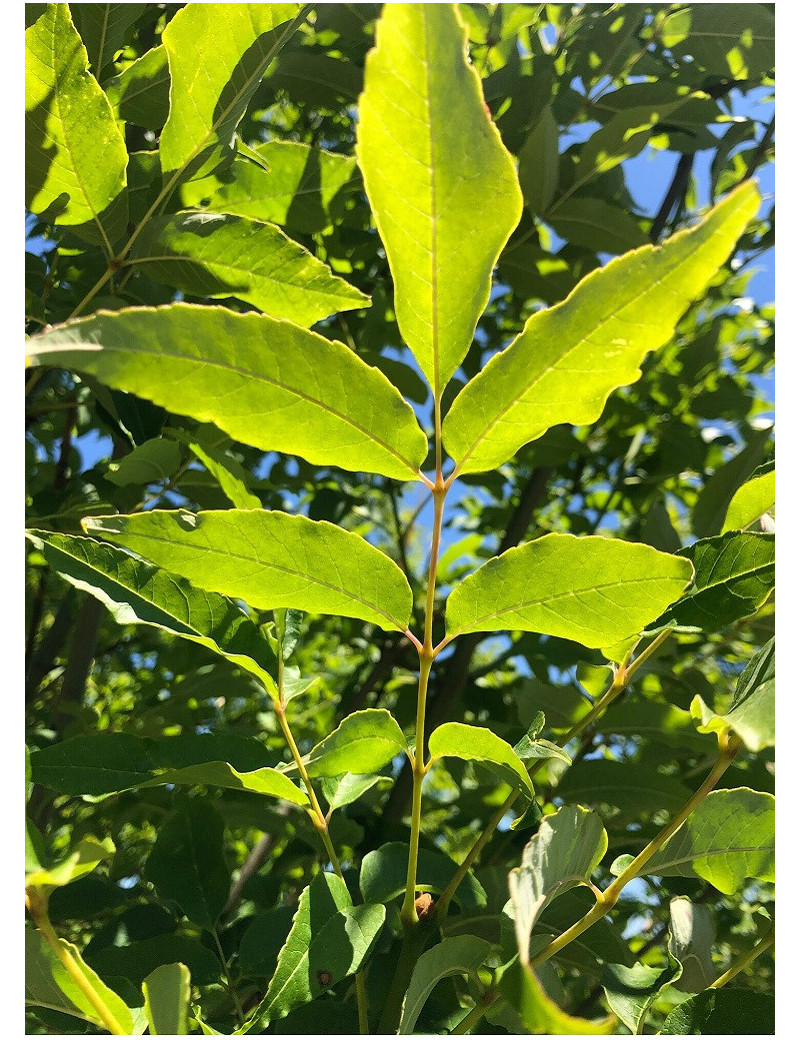 FRAXINUS pennsylvanica CIMMARON (Frêne rouge de Pennsylvanie)