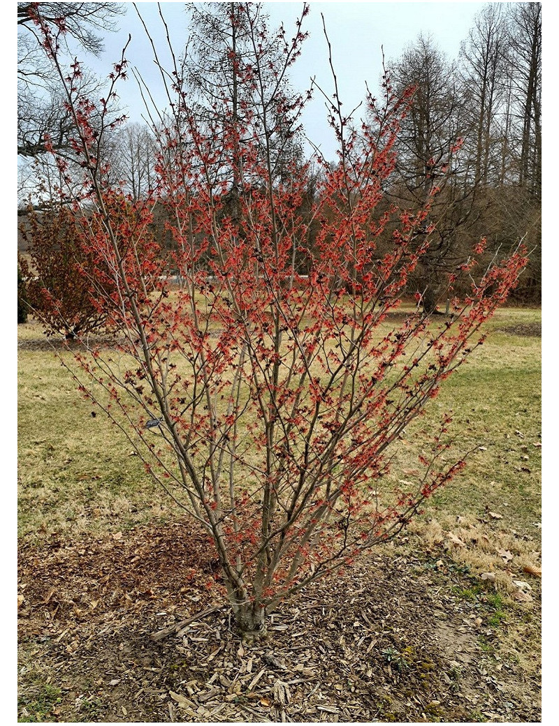 HAMAMELIS intermedia RUBY GLOW (Hamamélis, Noisetier des sorcières)