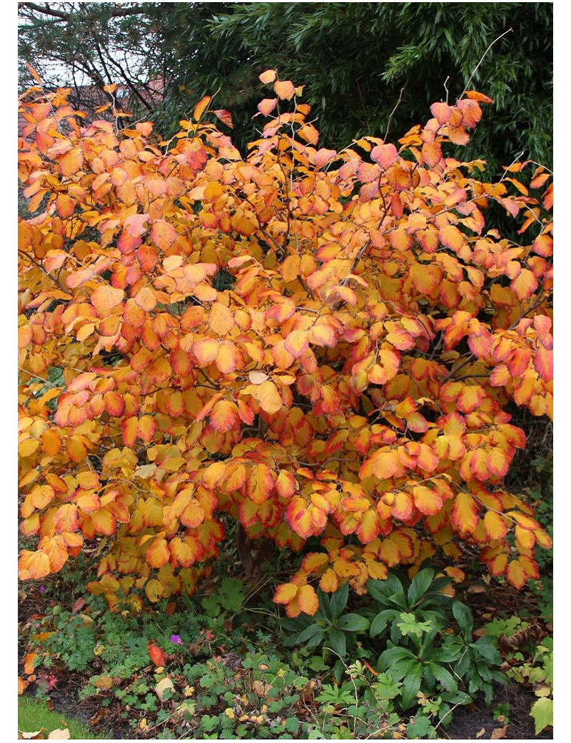 HAMAMELIS intermedia RUBY GLOW (Hamamélis, Noisetier des sorcières)