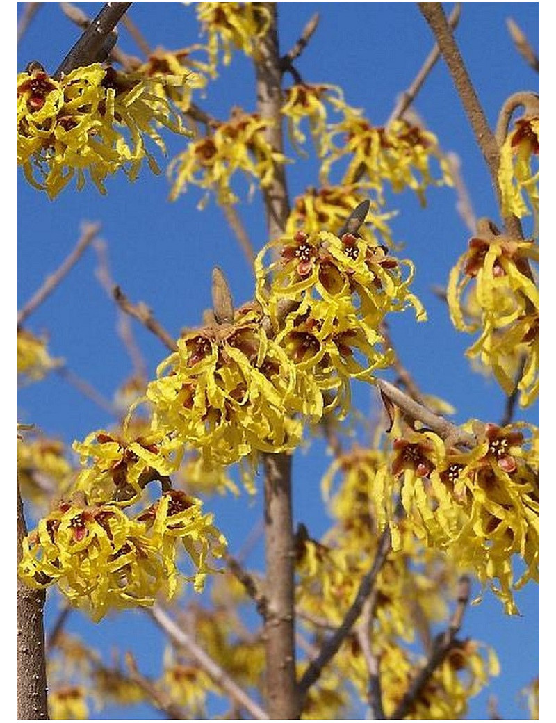 HAMAMELIS intermedia ARNOLD PROMISE (Hamamélis, Noisetier des sorcières)