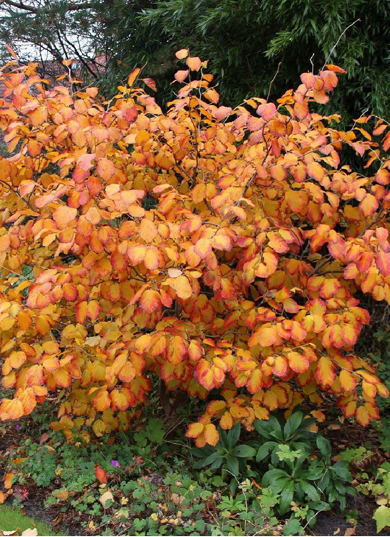 HAMAMELIS intermedia DIANE (Hamamélis, Noisetier des sorcières)