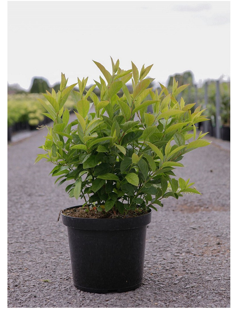 HEPTACODIUM miconioides TIANSHAN® (Arbre aux sept fleurs)
