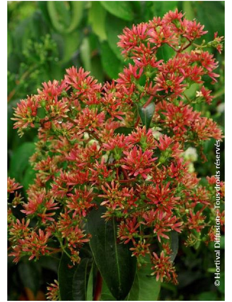 HEPTACODIUM miconioides TIANSHAN® (Arbre aux sept fleurs)