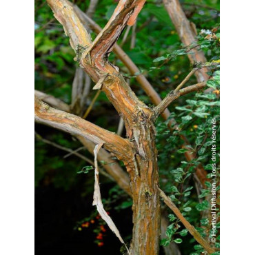 HEPTACODIUM miconioides TIANSHAN® (Arbre aux sept fleurs)