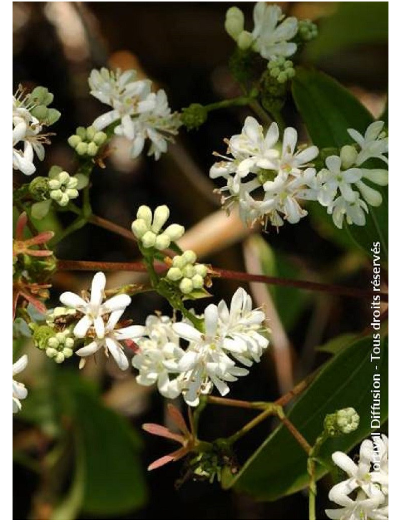 HEPTACODIUM miconioides TIANSHAN® (Arbre aux sept fleurs)