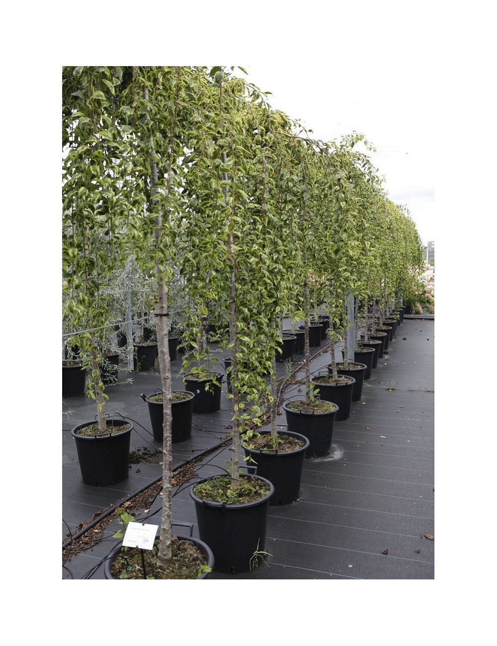 PRUNUS incisa FRILLY FROCK® (Cerisier à fleurs Frilly frock)