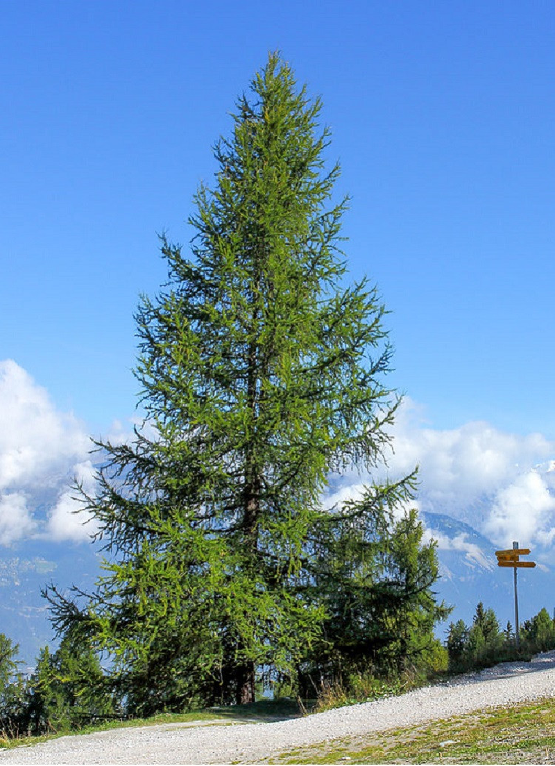 LARIX decidua (Mélèze commun)