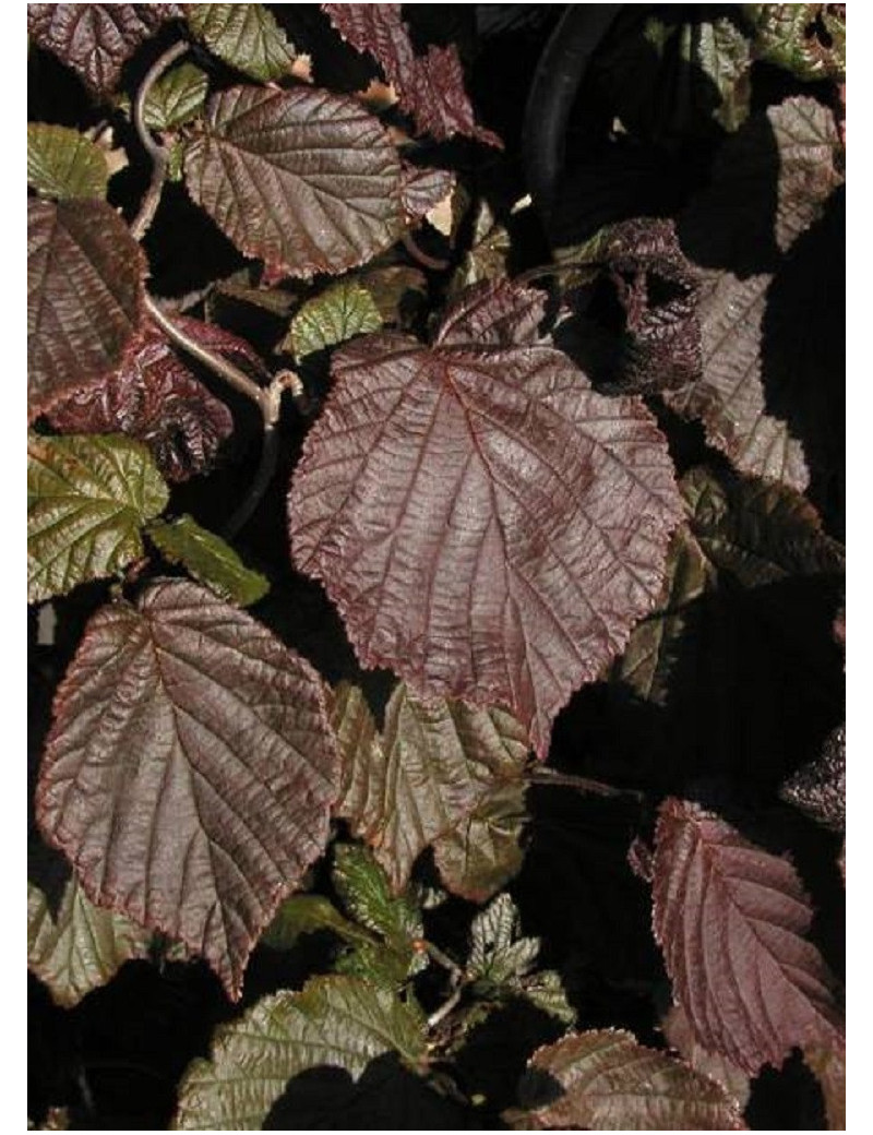 CORYLUS avellana RED MAJESTIC (Noisetier tortueux pourpre)