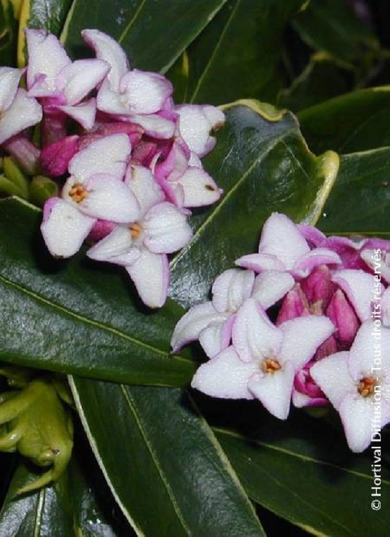 DAPHNE odora AUREOMARGINATA (Daphné odorant panaché)