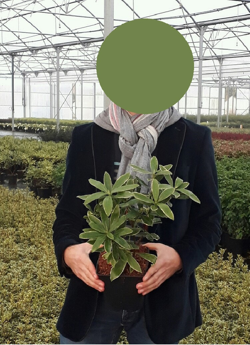 DAPHNE odora AUREOMARGINATA (Daphné odorant panaché)