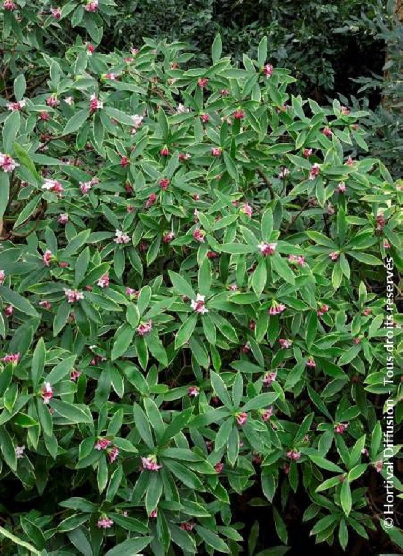 DAPHNE odora AUREOMARGINATA (Daphné odorant panaché)