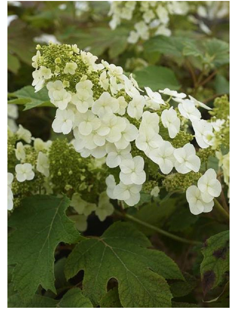 HYDRANGEA quercifolia RUBY SLIPPERS (Hortensia à feuilles de chêne)