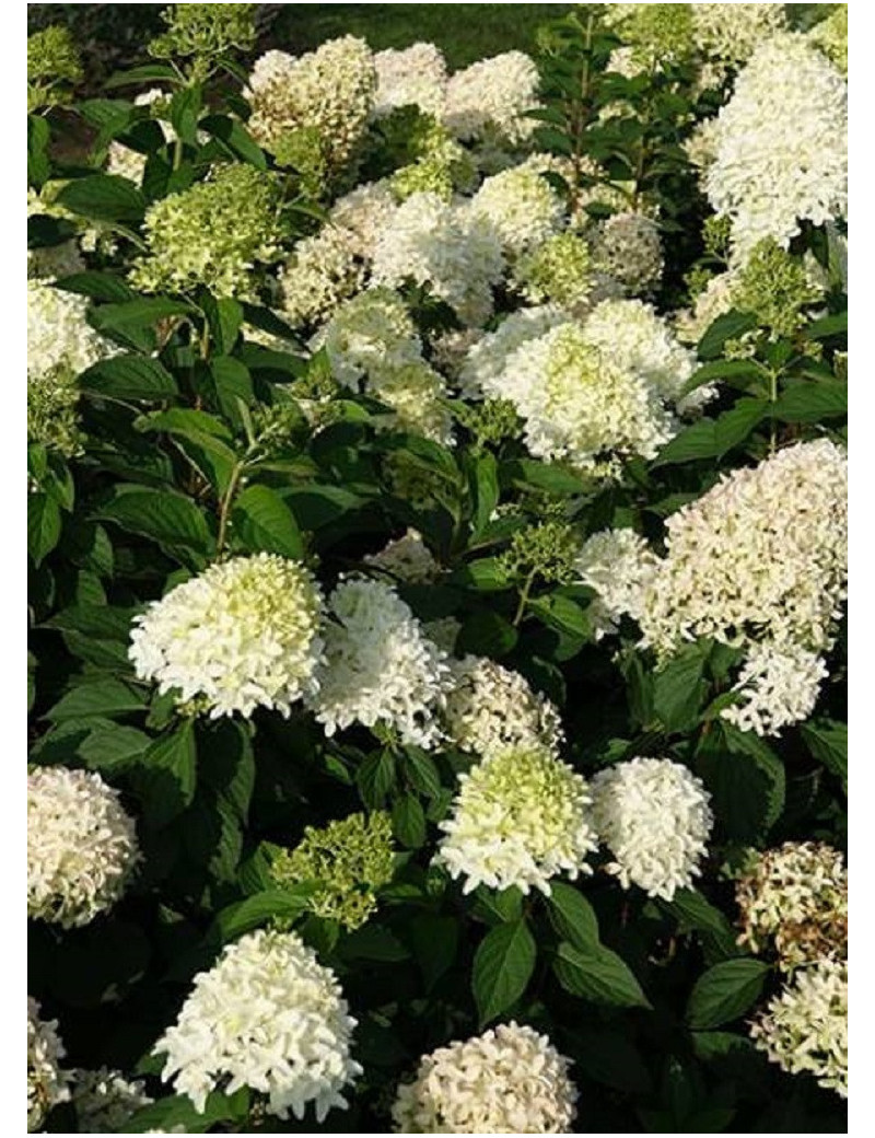 HYDRANGEA paniculata SKYFALL® (Hortensia paniculé)