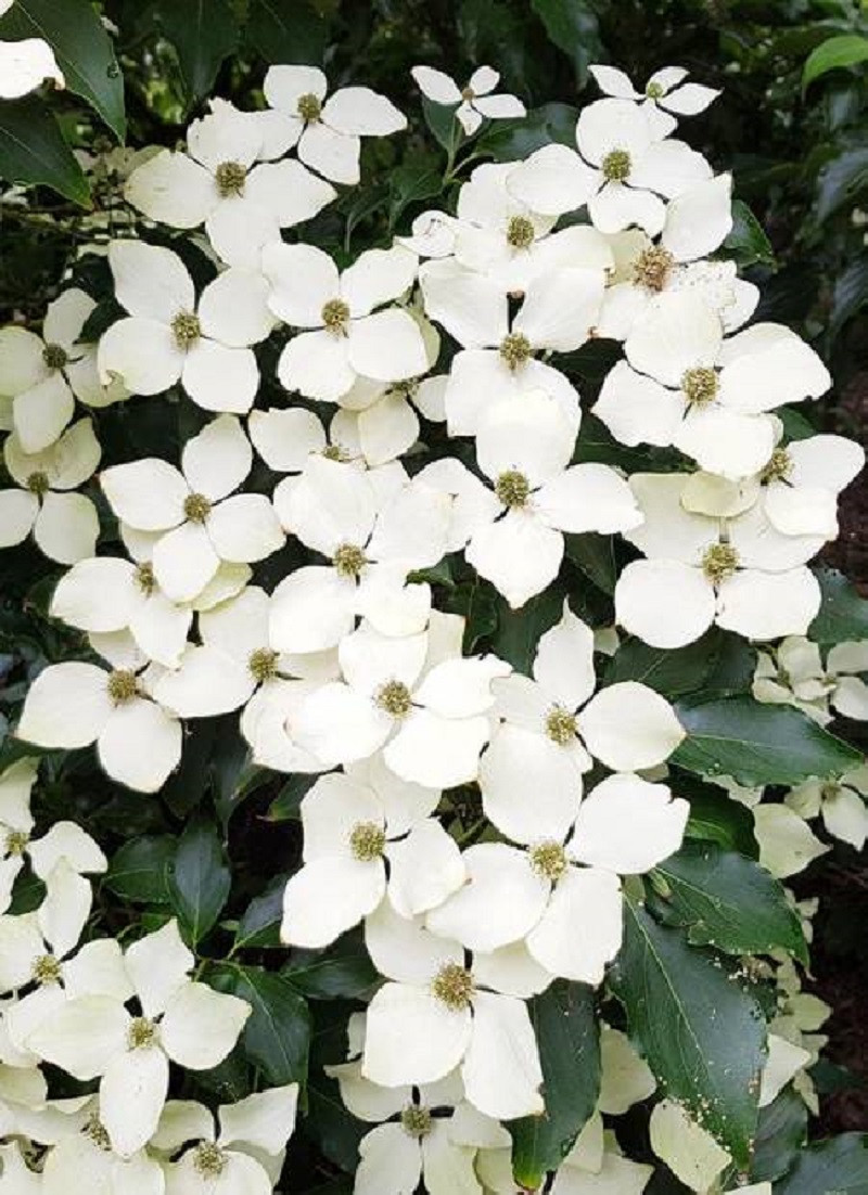 CORNUS kousa FLOWER TOWER® (Cornouiller à fleurs)
