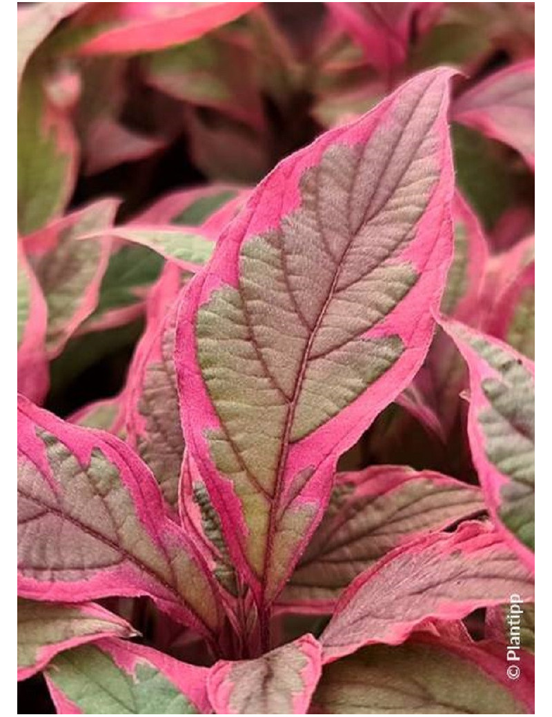 CORNUS alba MIRACLE® (Cornouiller blanc Miracle)