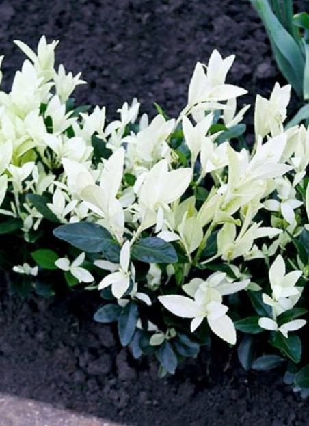 EUONYMUS japonicus EXTRAVAGANZA® (Fusain du Japon xtravaganza)