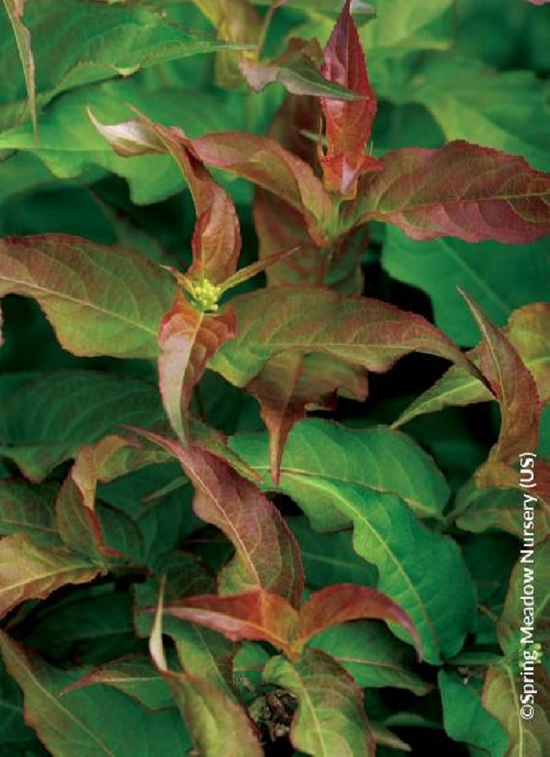 DIERVILLA splendens PW® KODIAK® RED (Diervilla)