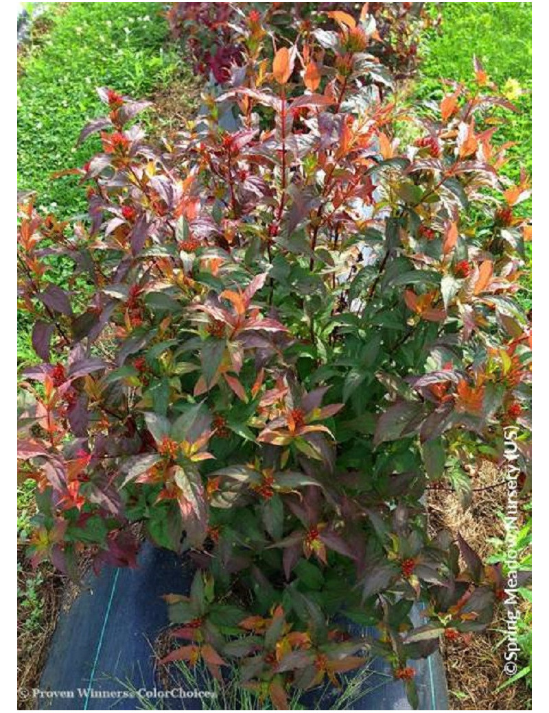 DIERVILLA splendens PW® KODIAK® RED (Diervilla)