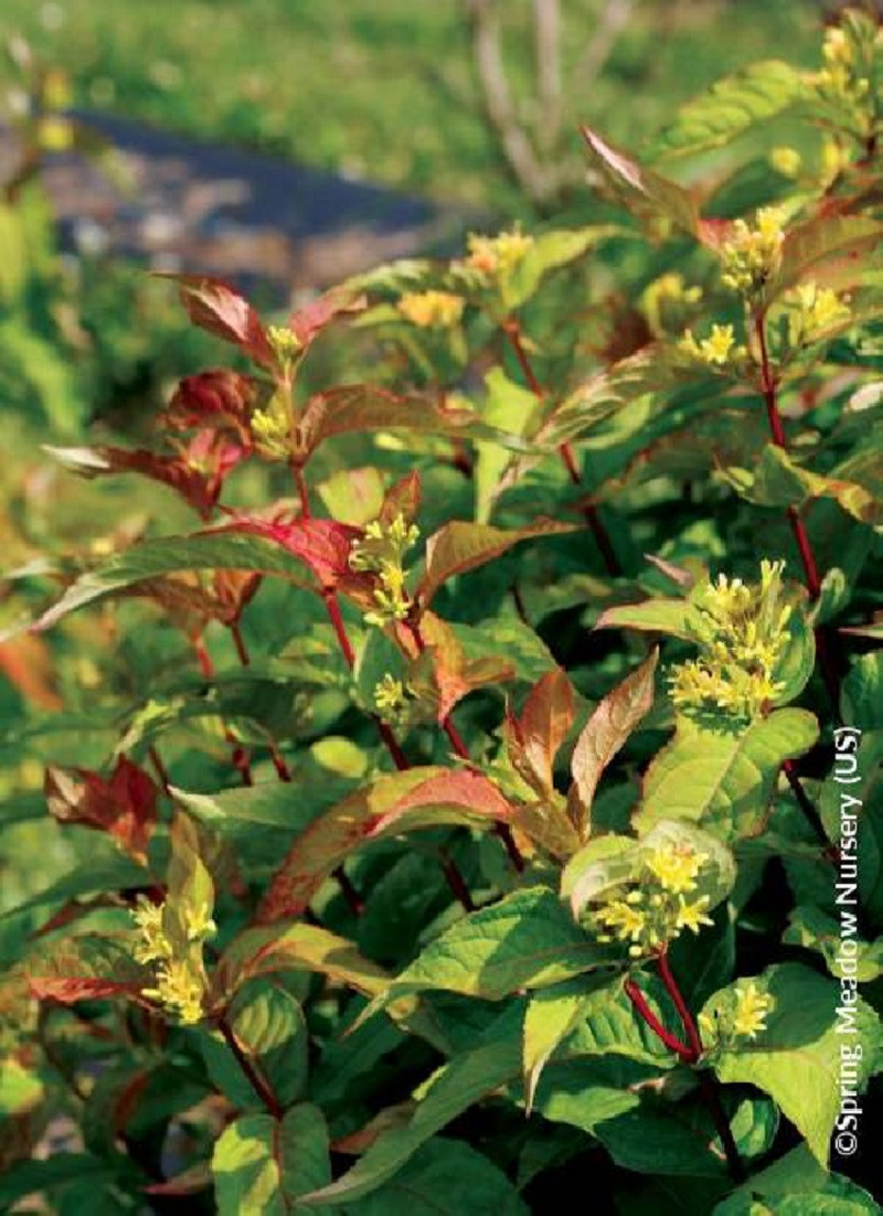 DIERVILLA splendens PW® KODIAK® RED (Diervilla)