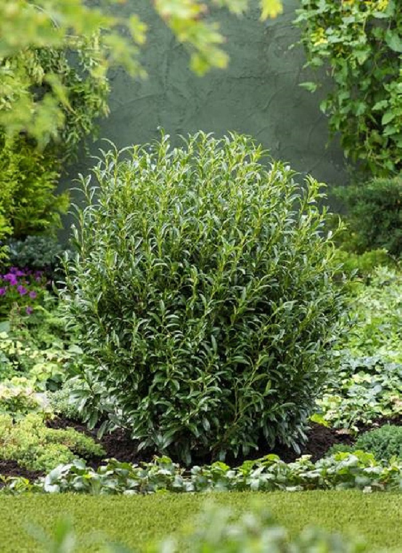 PRUNUS laurocerasus SOFIA cov (Laurier-cerise, Laurier-amande, Laurier ...
