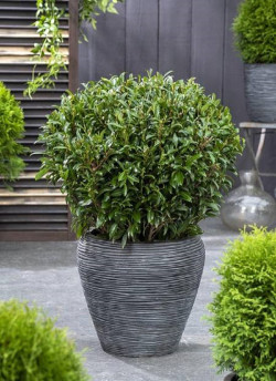 PRUNUS laurocerasus SOFIA cov (Laurier-cerise, Laurier-amande, Laurier ...