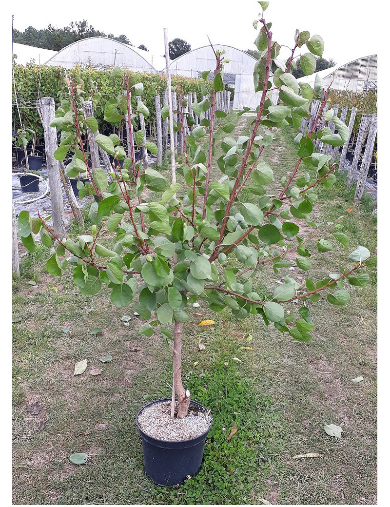 Achat arbre fruitier et petit fruit (2)