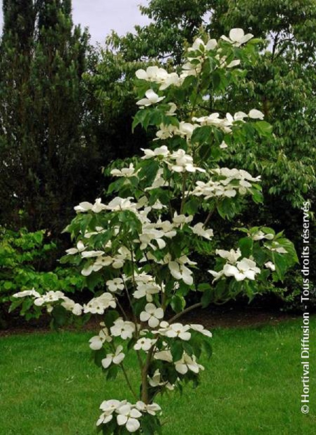 CORNUS VENUS® (Cornouiller à fleurs)