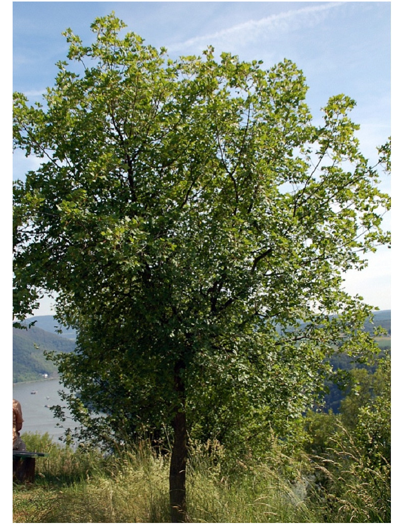 ACER monspessulanum (Érable de Montpellier)