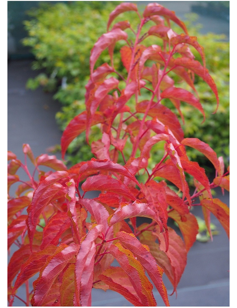 STACHYURUS praecox (Stachyurus précoce)