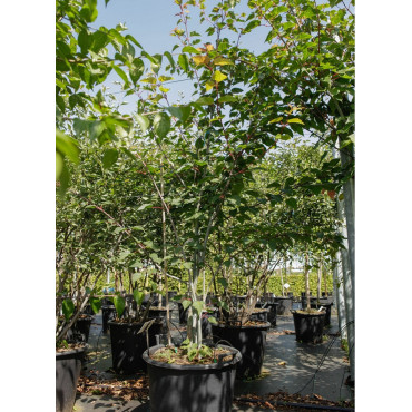 ACER capillipes (Érable à peau de serpent jaspé de rouge)