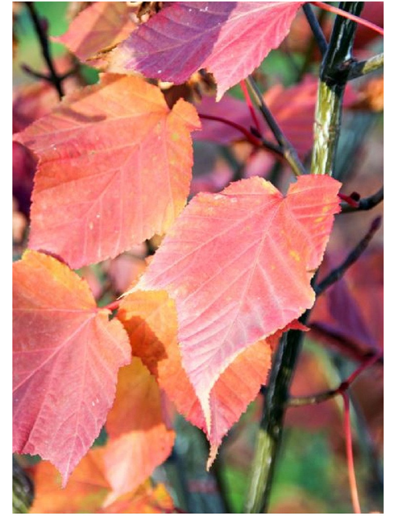 ACER capillipes (Érable à peau de serpent jaspé de rouge)