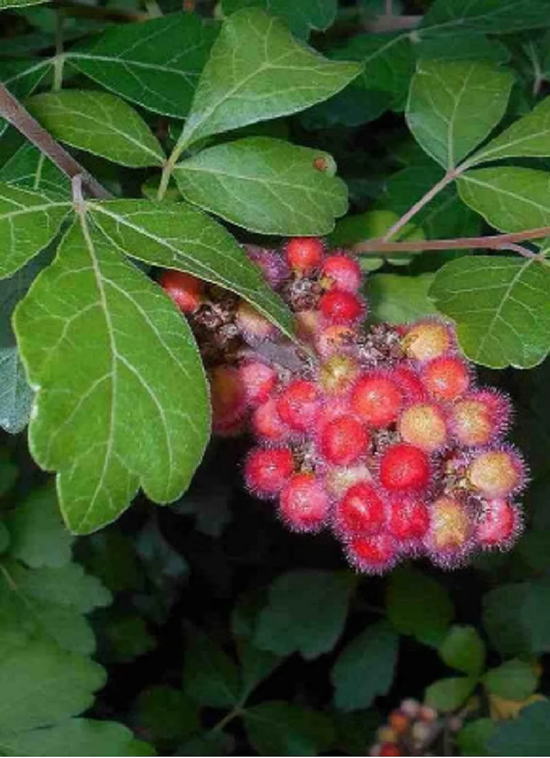 RHUS aromatica GRO-LOW NOBLE® (Sumac aromatique)