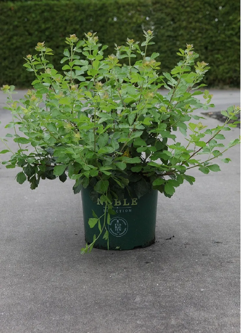 RHUS aromatica GRO-LOW NOBLE® (Sumac aromatique)