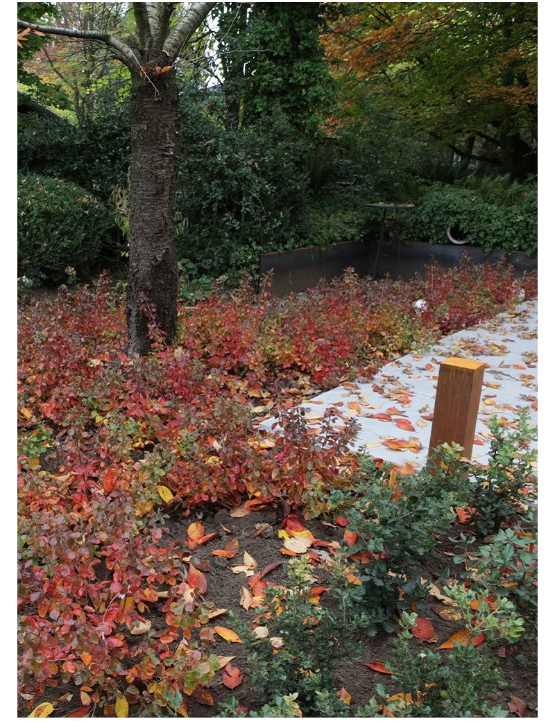 RHUS aromatica GRO-LOW NOBLE® (Sumac aromatique)