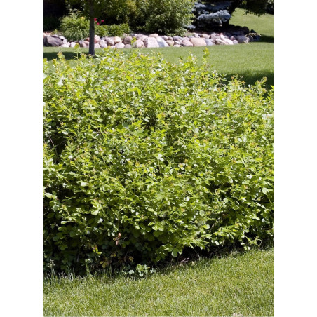 RHUS aromatica GRO-LOW NOBLE® (Sumac aromatique)