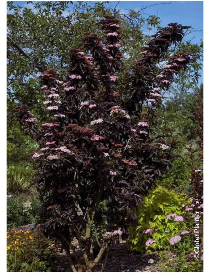 SAMBUCUS nigra BLACK TOWER® (Sureau noir)